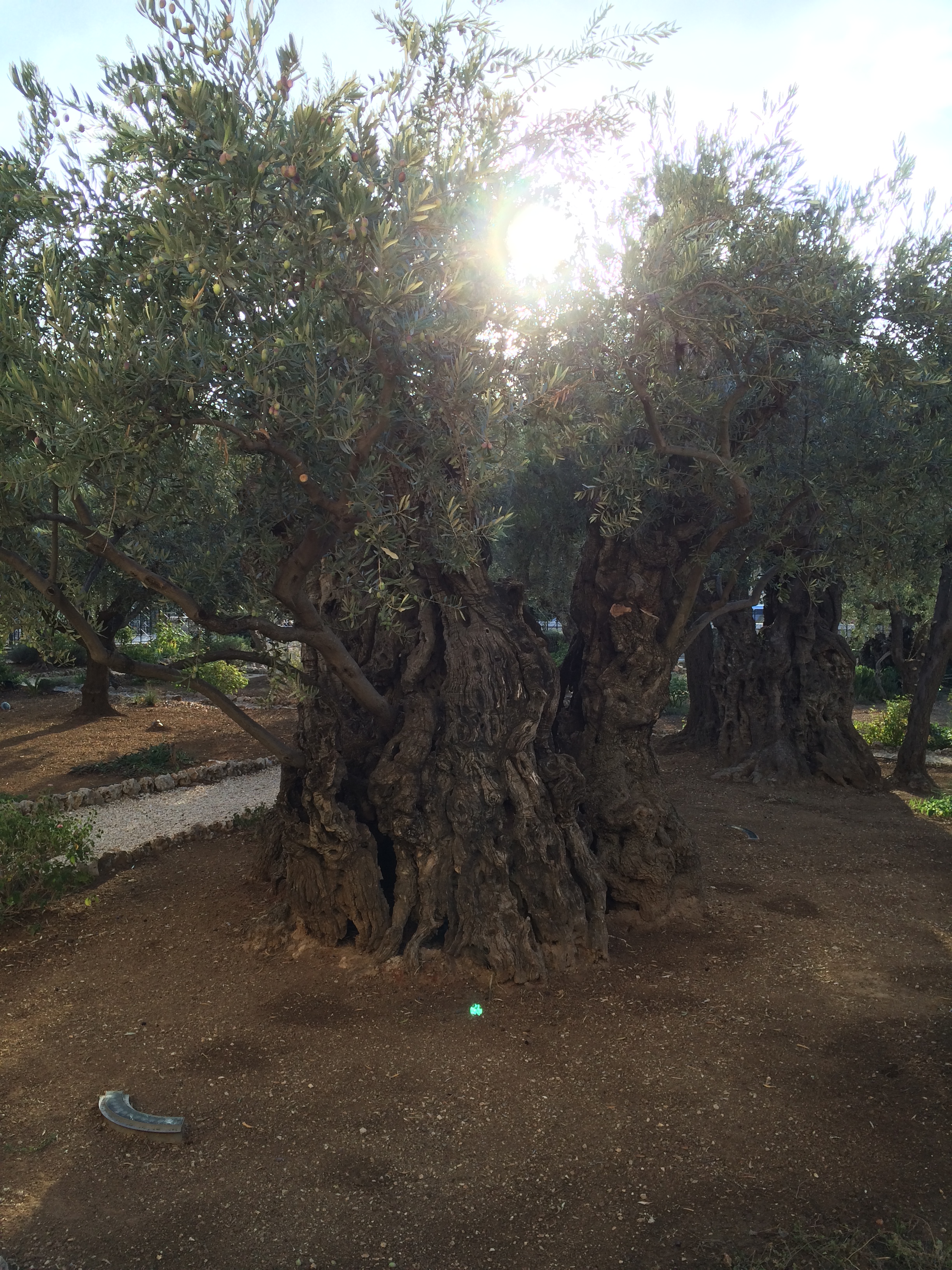 Like a Green Olive Tree « ORTHODOX CHRISTIAN FAITH AND LIFE