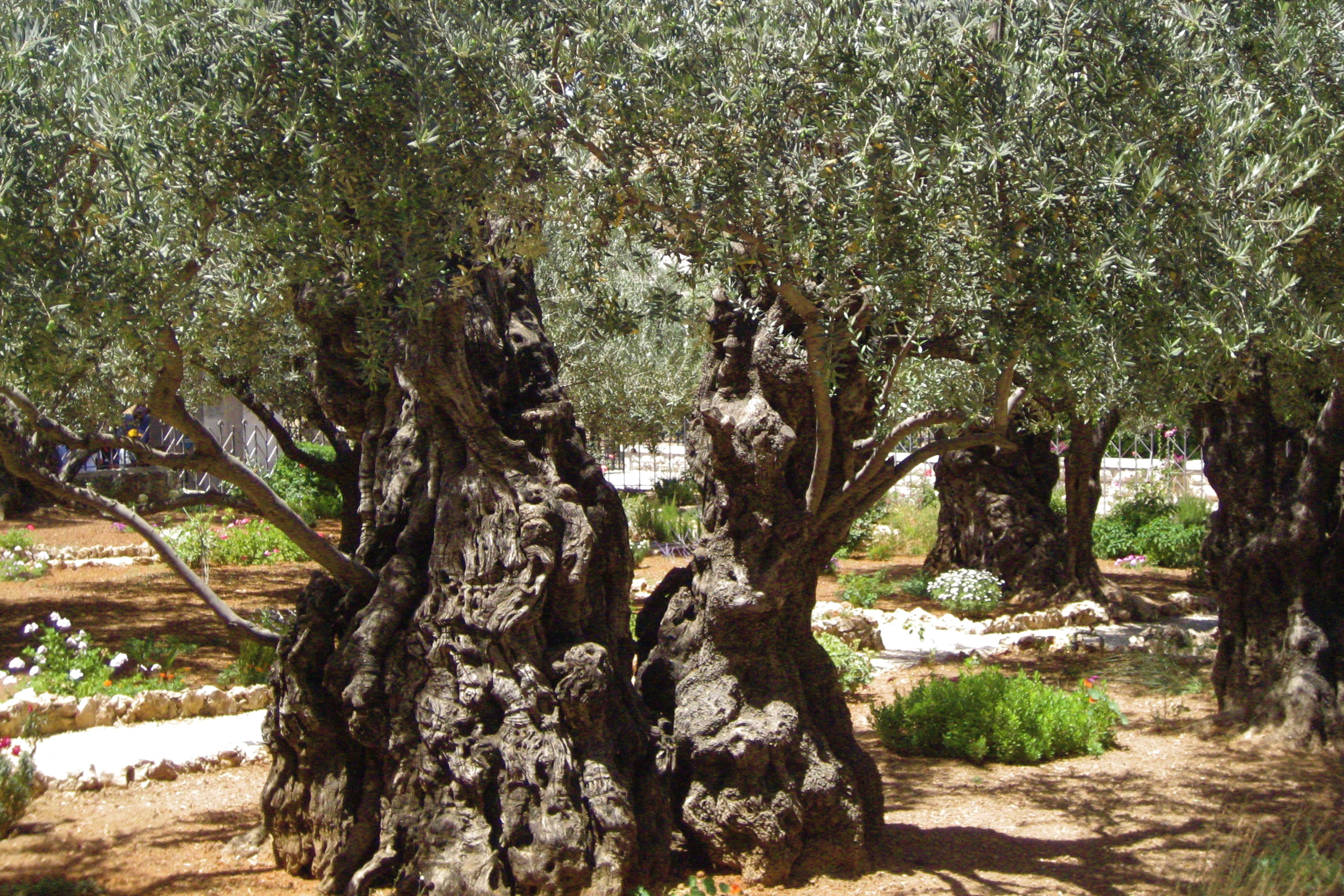 Like a Green Olive Tree « ORTHODOX CHRISTIAN FAITH AND LIFE