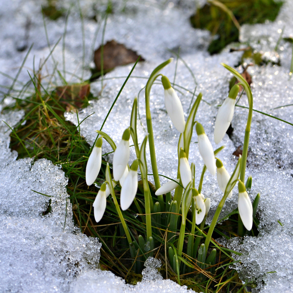 God’s little flowers « ORTHODOX CHRISTIAN FAITH AND LIFE