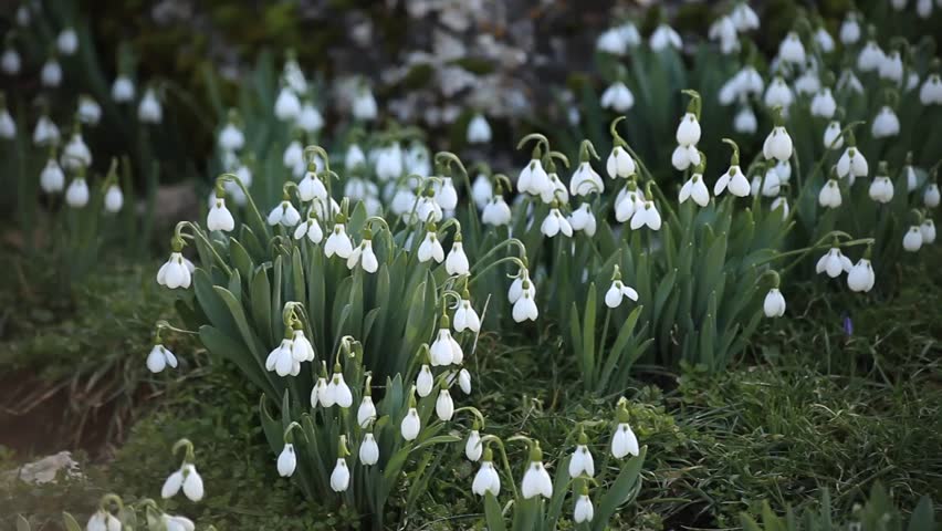 God’s little flowers « ORTHODOX CHRISTIAN FAITH AND LIFE