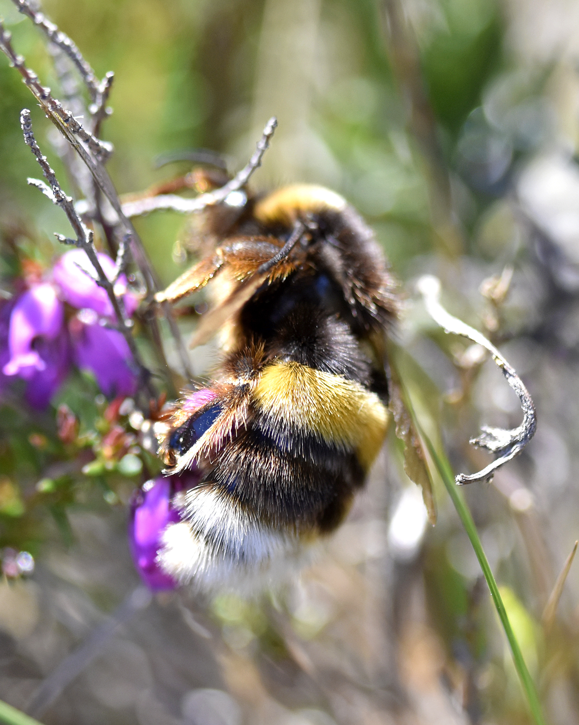 white-tailed-bumblebee-queen-bombus-lucorum-4 « ORTHODOX CHRISTIAN ...